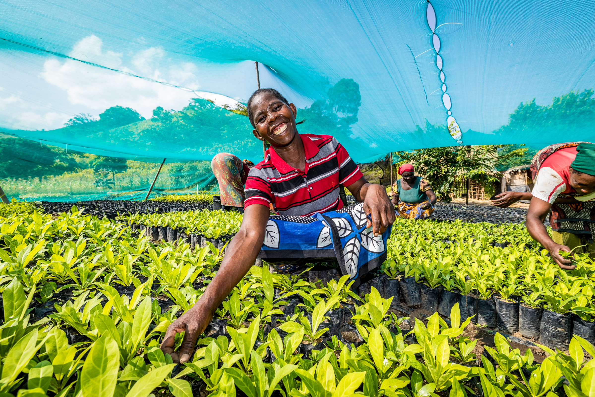 Brand and website design for environmental NGO, Plan Vivo - Kind
